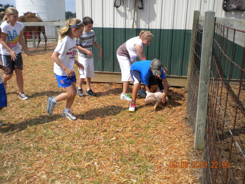 A Gold Medal for Barnyard Olympics - Eckert's